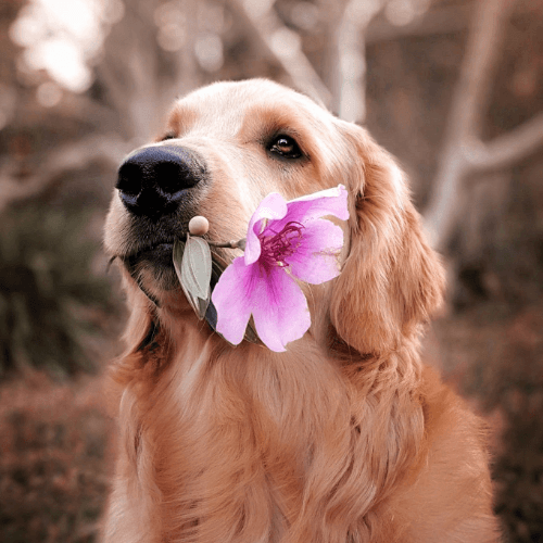 vzw Canisha assistentiehonden