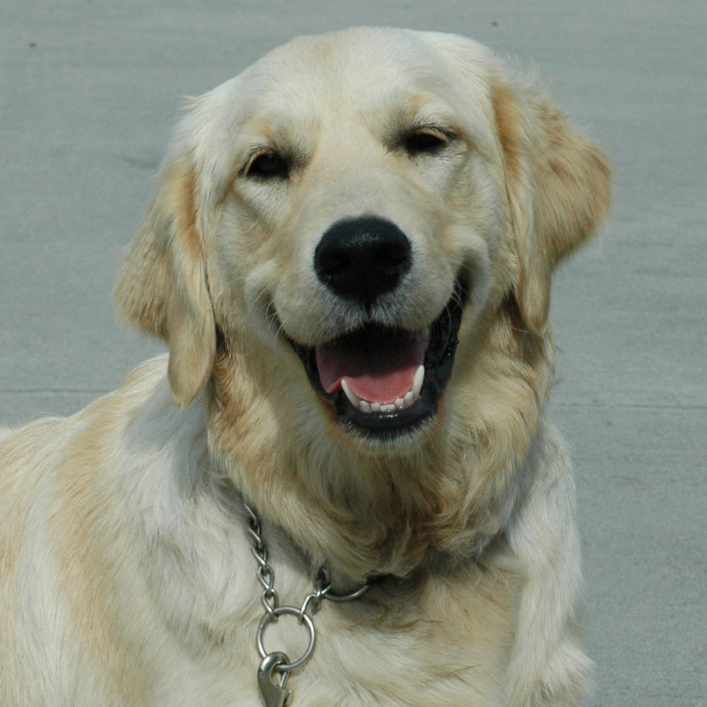 vzw Canisha assistentiehonden