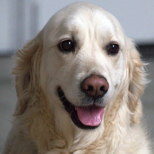 vzw Canisha assistentiehonden